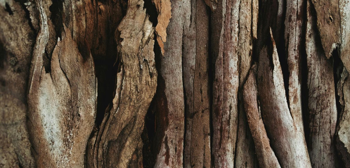 The Complete Guide to Sandalwood: What It Smells Like & How to Choose ...